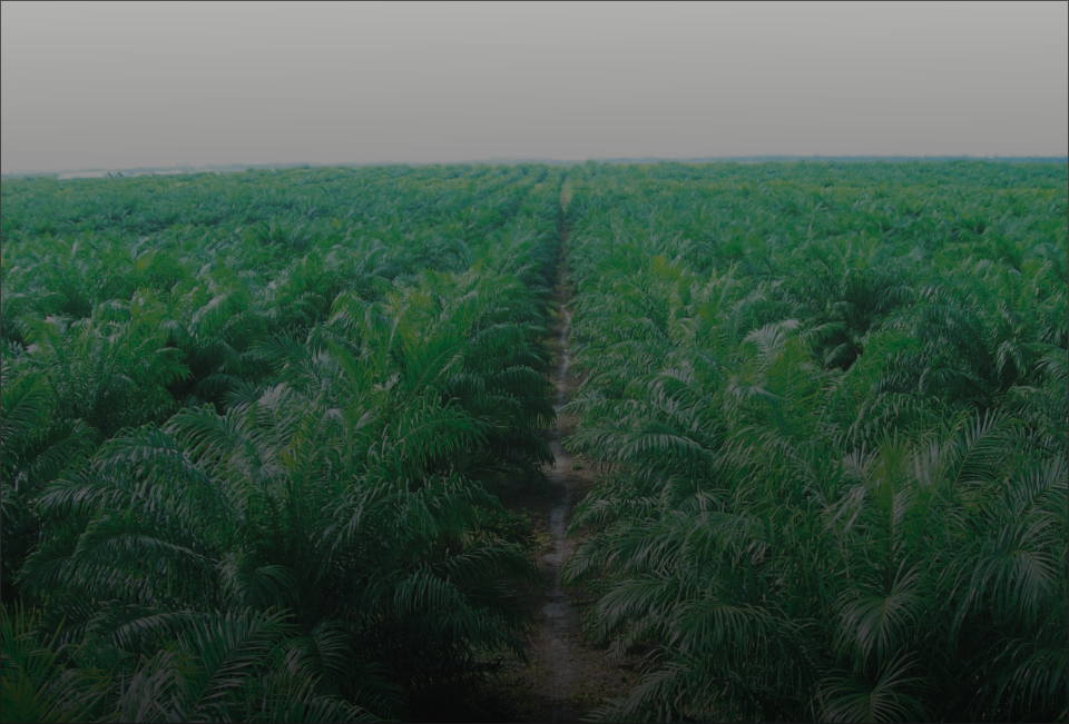 Triputra Agro Persada